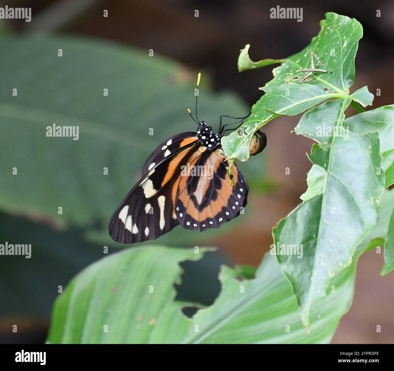 Tiger mimic hi-res stock photography and images - Alamy