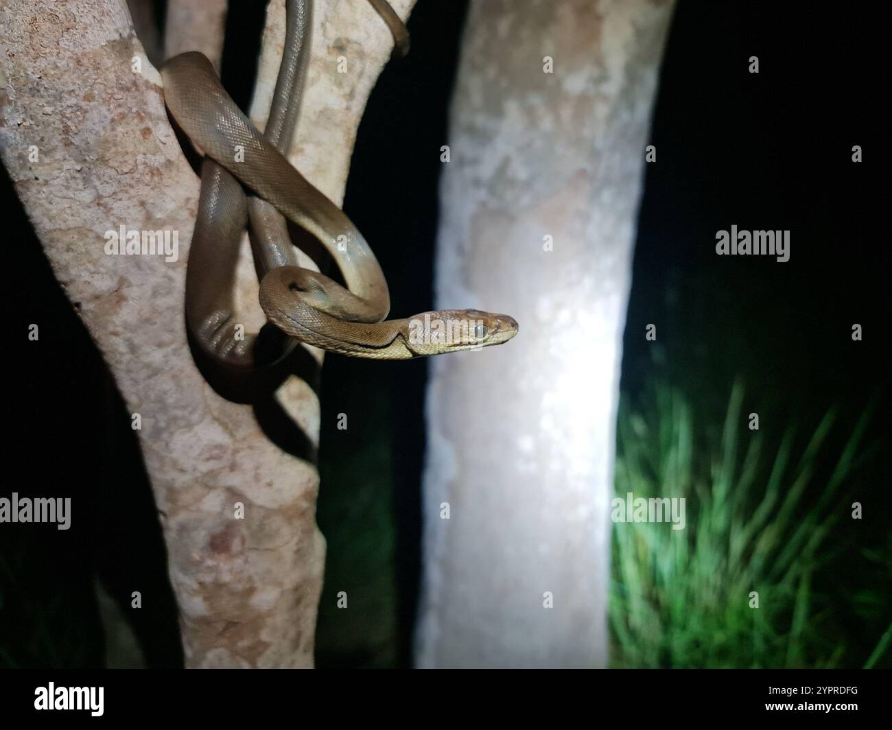 Olive Python (Liasis olivaceus Stock Photo - Alamy