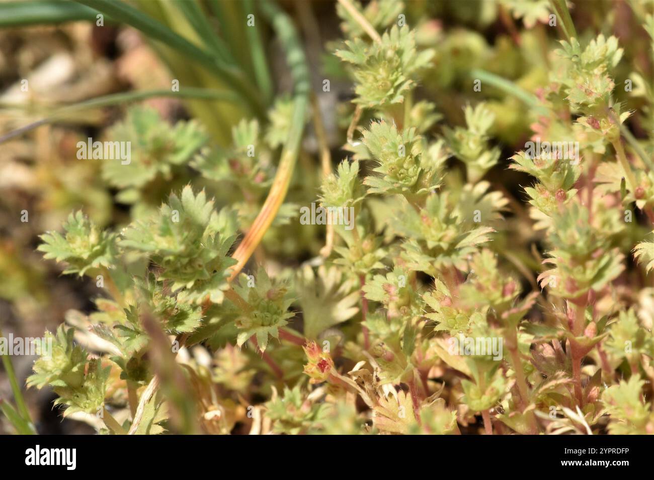 sand pygmyweed (Crassula connata Stock Photo - Alamy