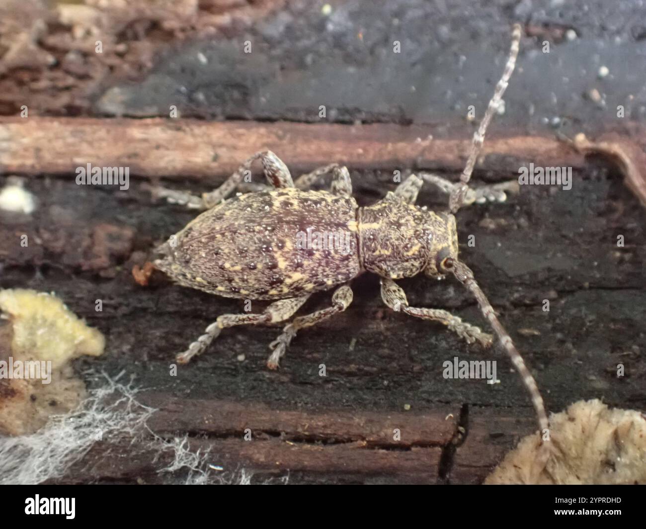 Thorn-tailed Longhorn Beetle (Plectrura spinicauda Stock Photo - Alamy