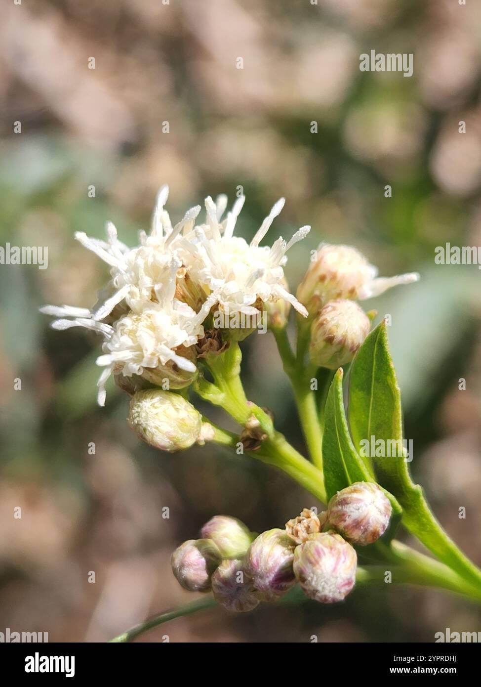 mule fat (Baccharis salicifolia Stock Photo - Alamy
