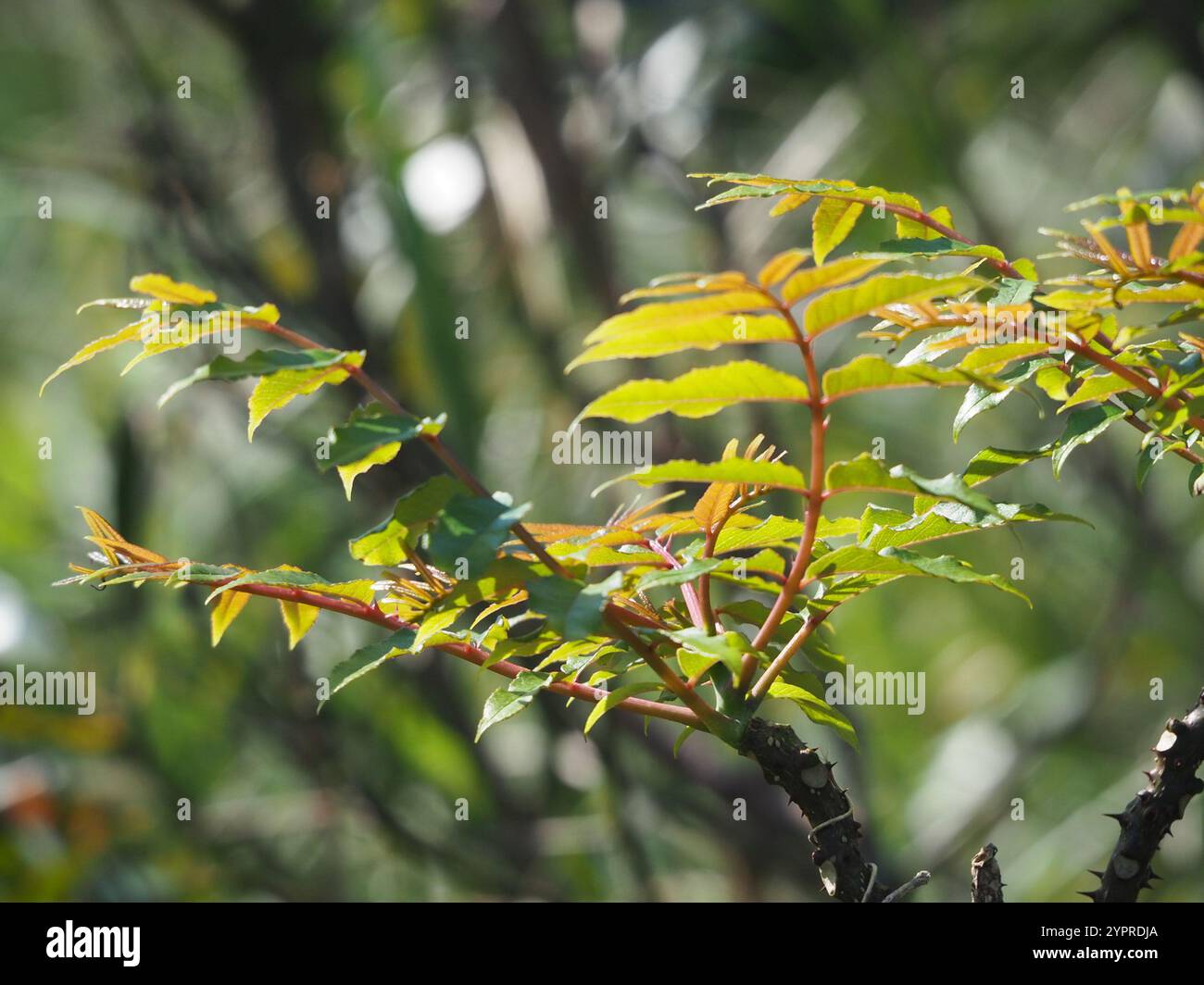 Japanese Prickly Ash (Zanthoxylum ailanthoides Stock Photo - Alamy