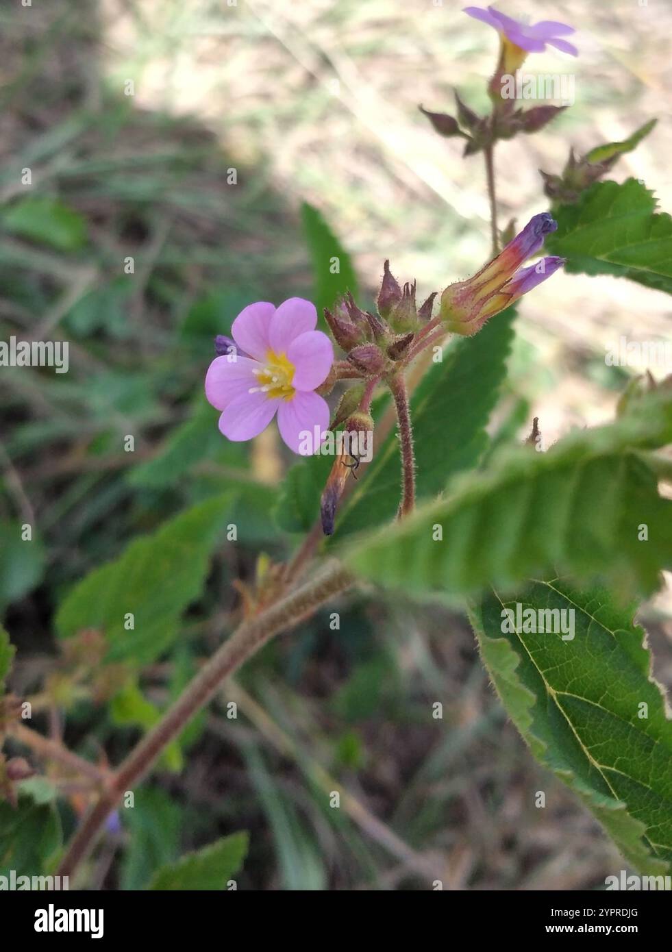 Pyramid Flower (Melochia pyramidata Stock Photo - Alamy