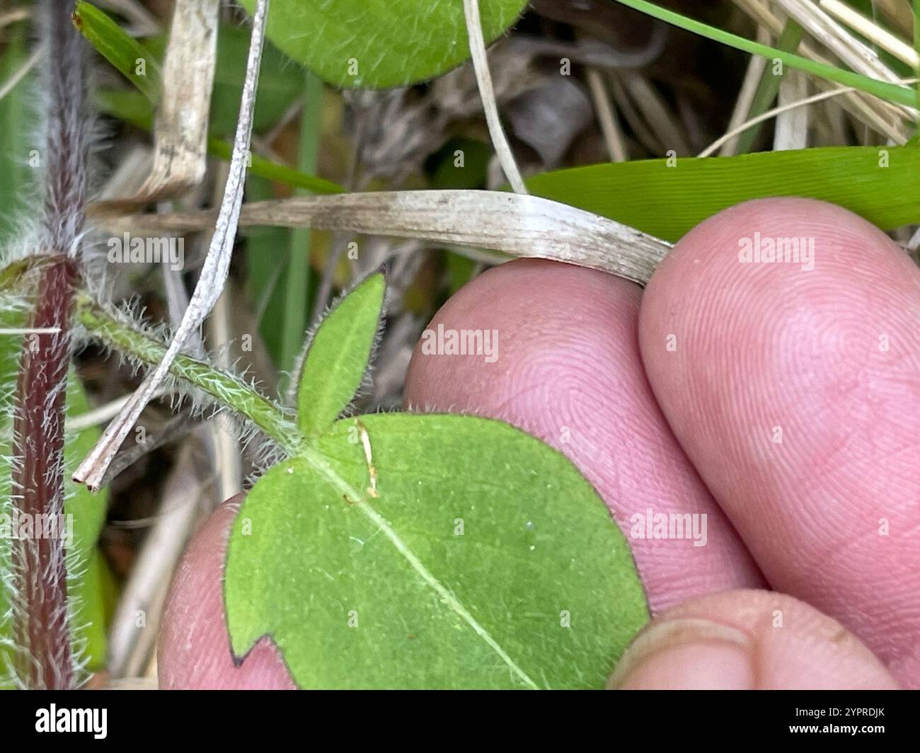 lobed coreopsis (Coreopsis auriculata Stock Photo - Alamy