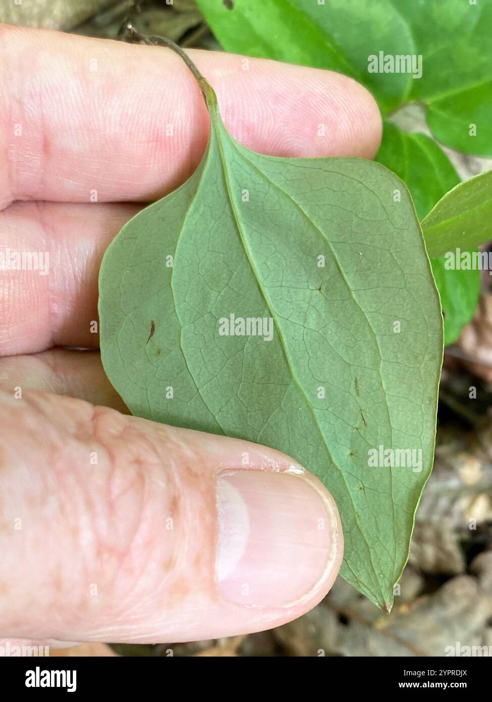 sawbrier (Smilax glauca Stock Photo - Alamy
