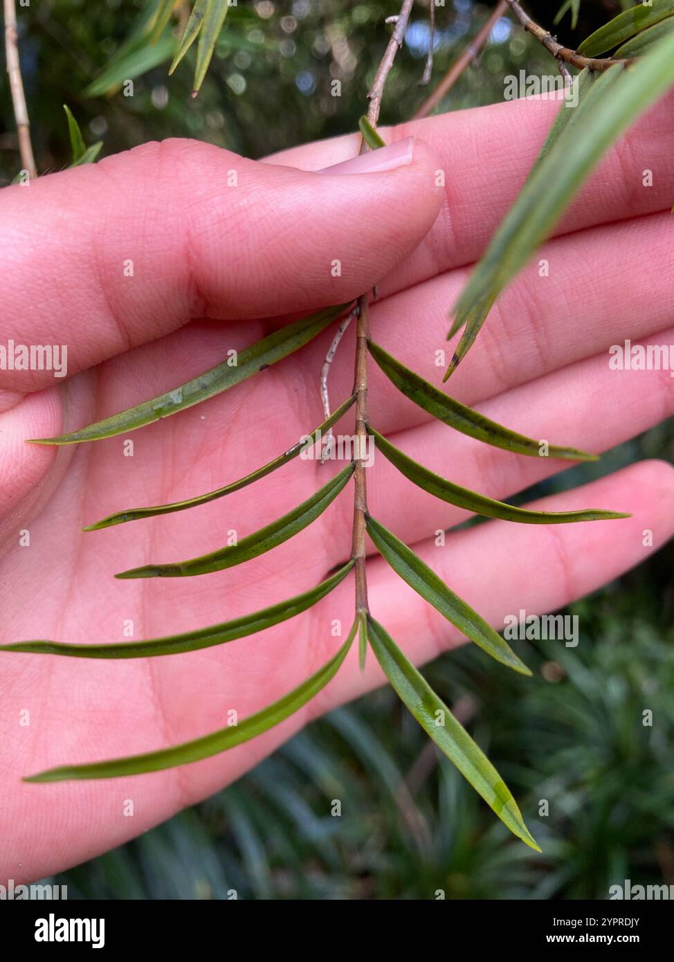 Winika (Dendrobium cunninghamii Stock Photo - Alamy