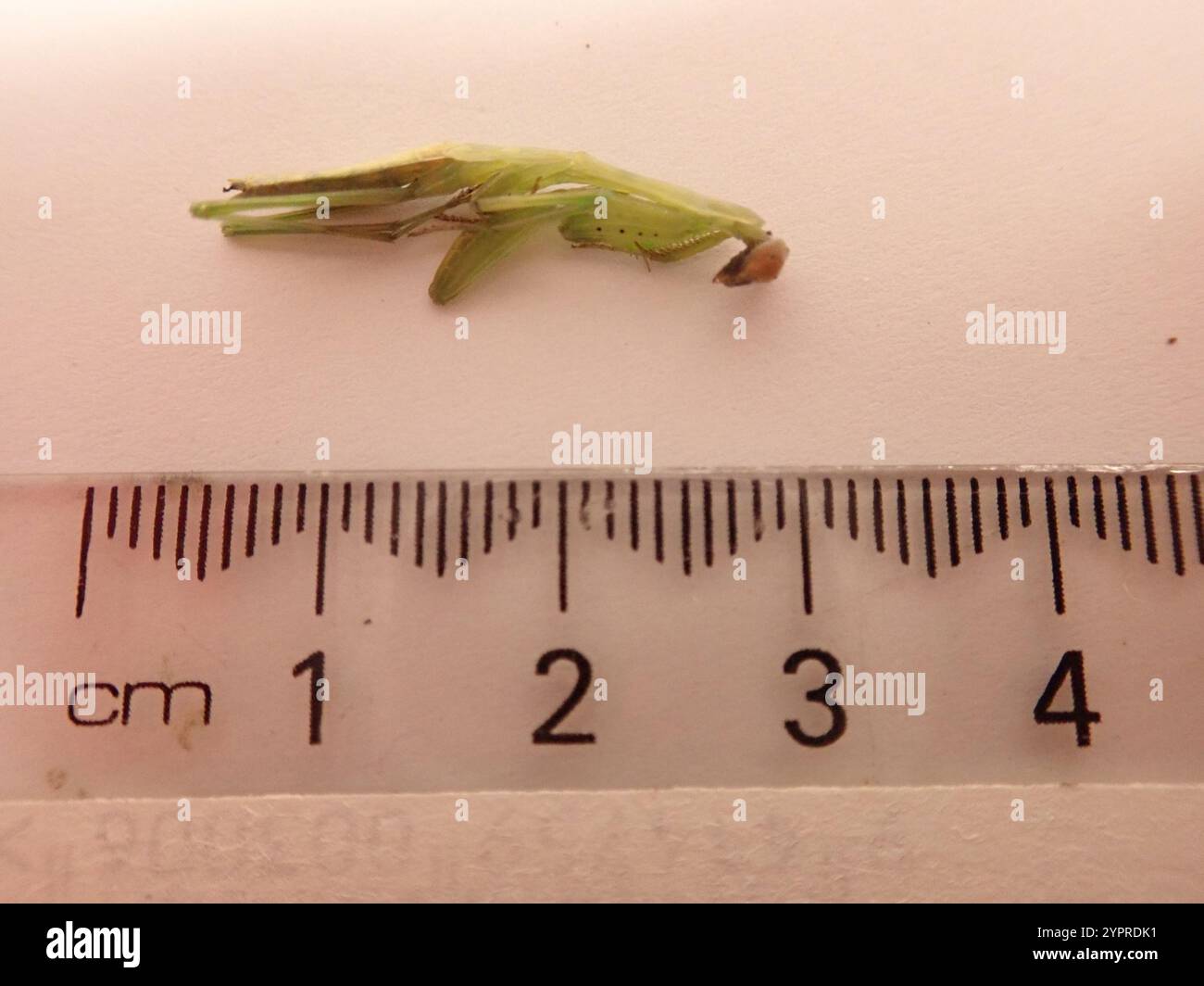 South African Mantis (Miomantis caffra Stock Photo - Alamy