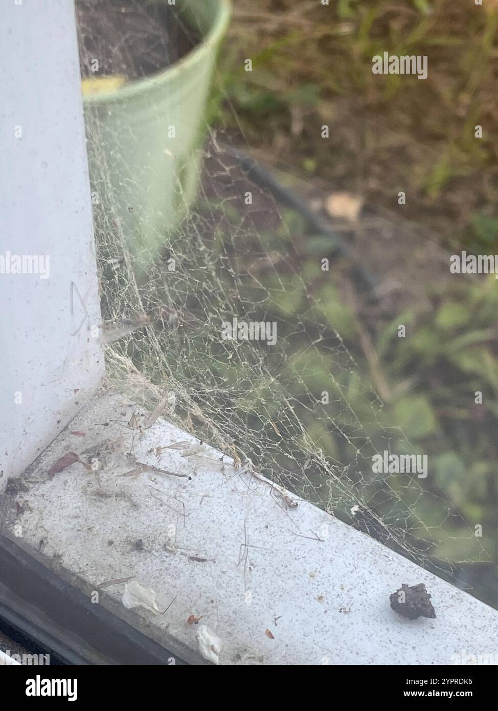 Grey House Spider (Badumna longinqua Stock Photo - Alamy
