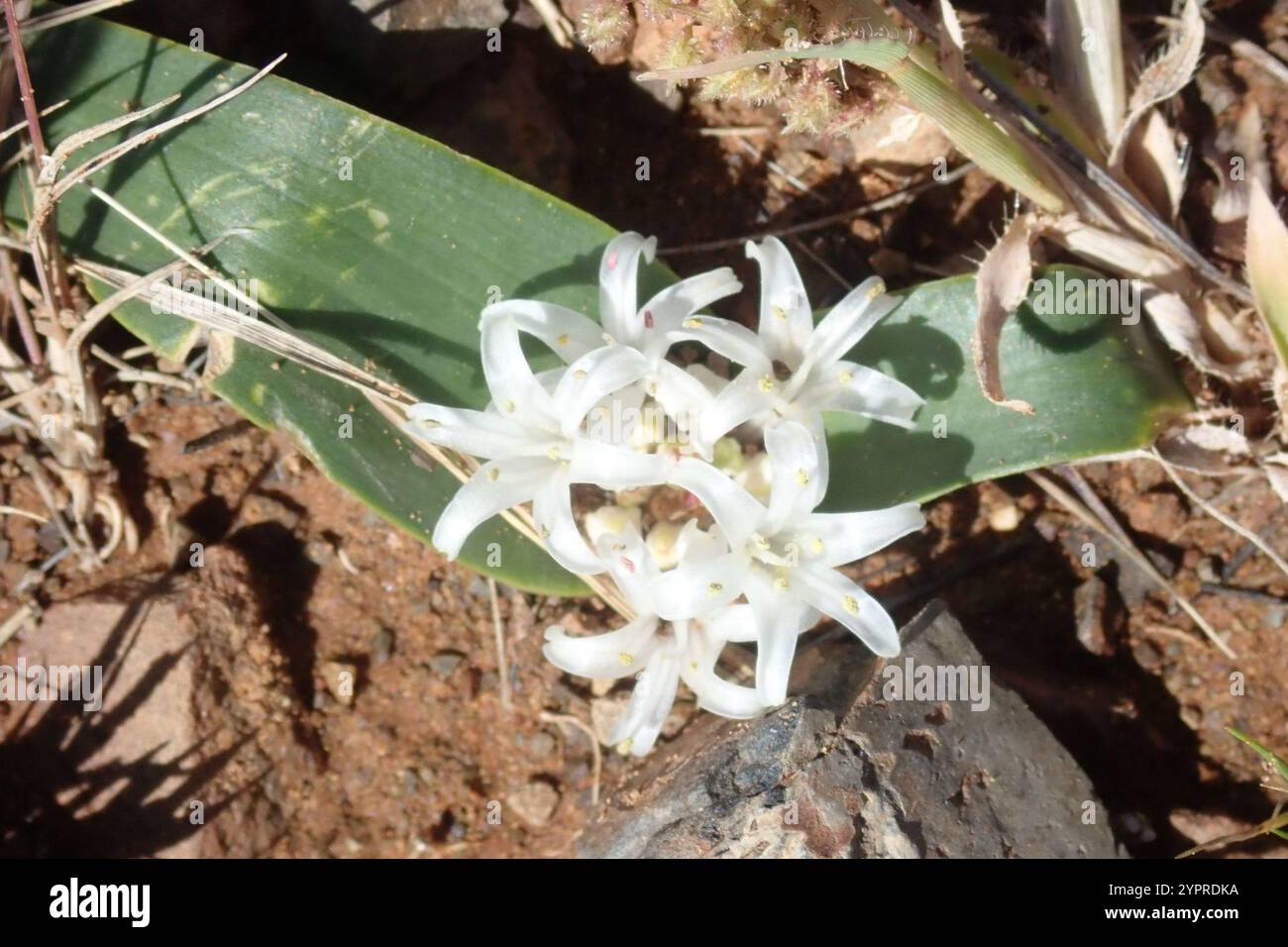 (Lachenalia ensifolia ensifolia Stock Photo - Alamy
