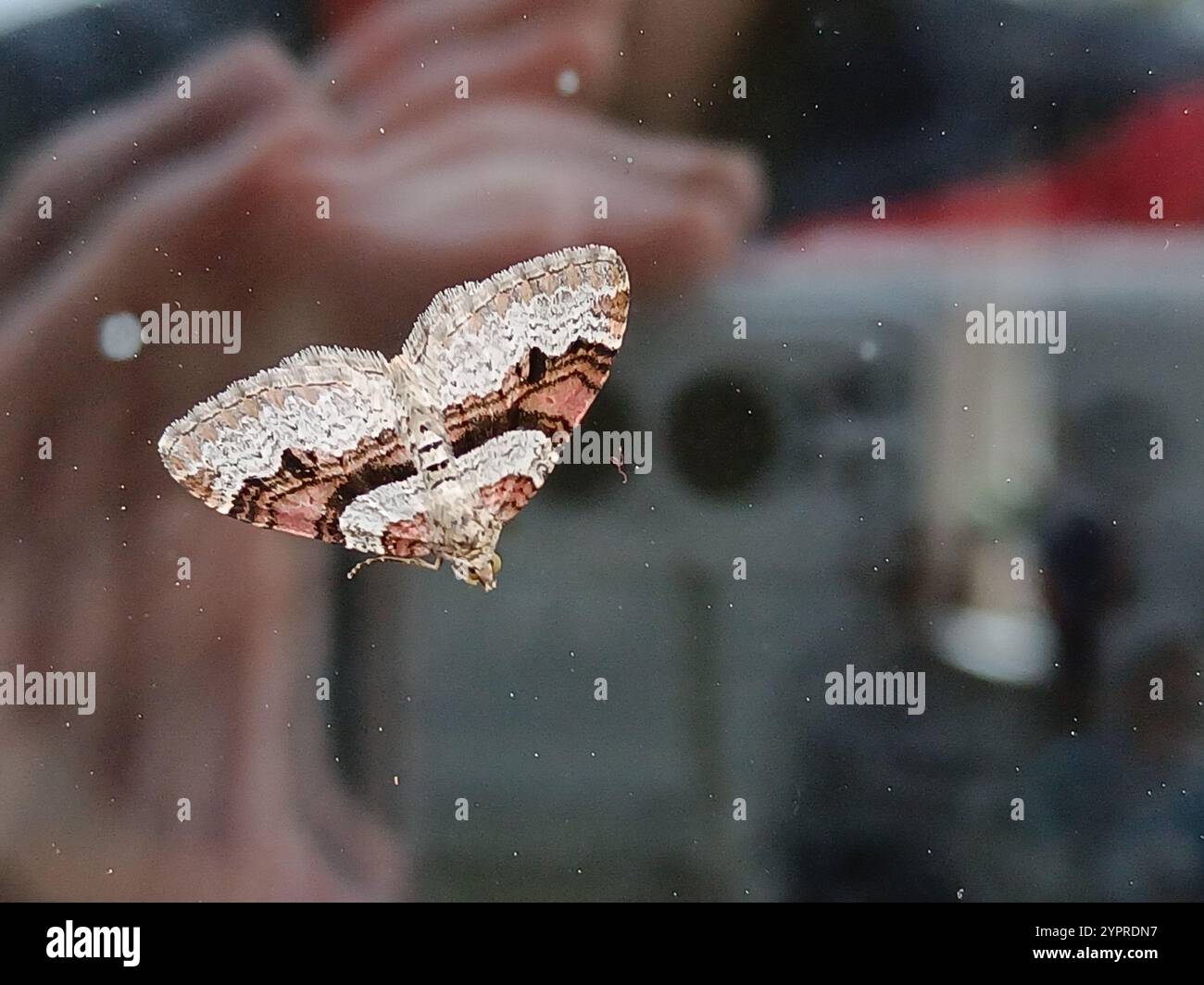 Flame Carpet (Xanthorhoe designata Stock Photo - Alamy