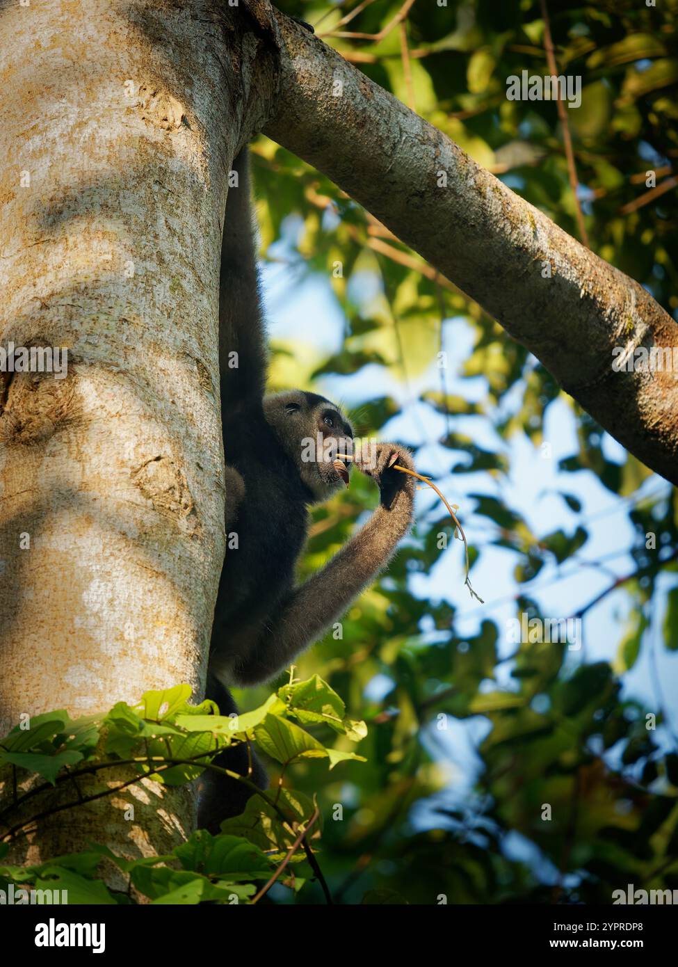 Eastern or Northern grey gibbon Hylobates funereus primate in the ...