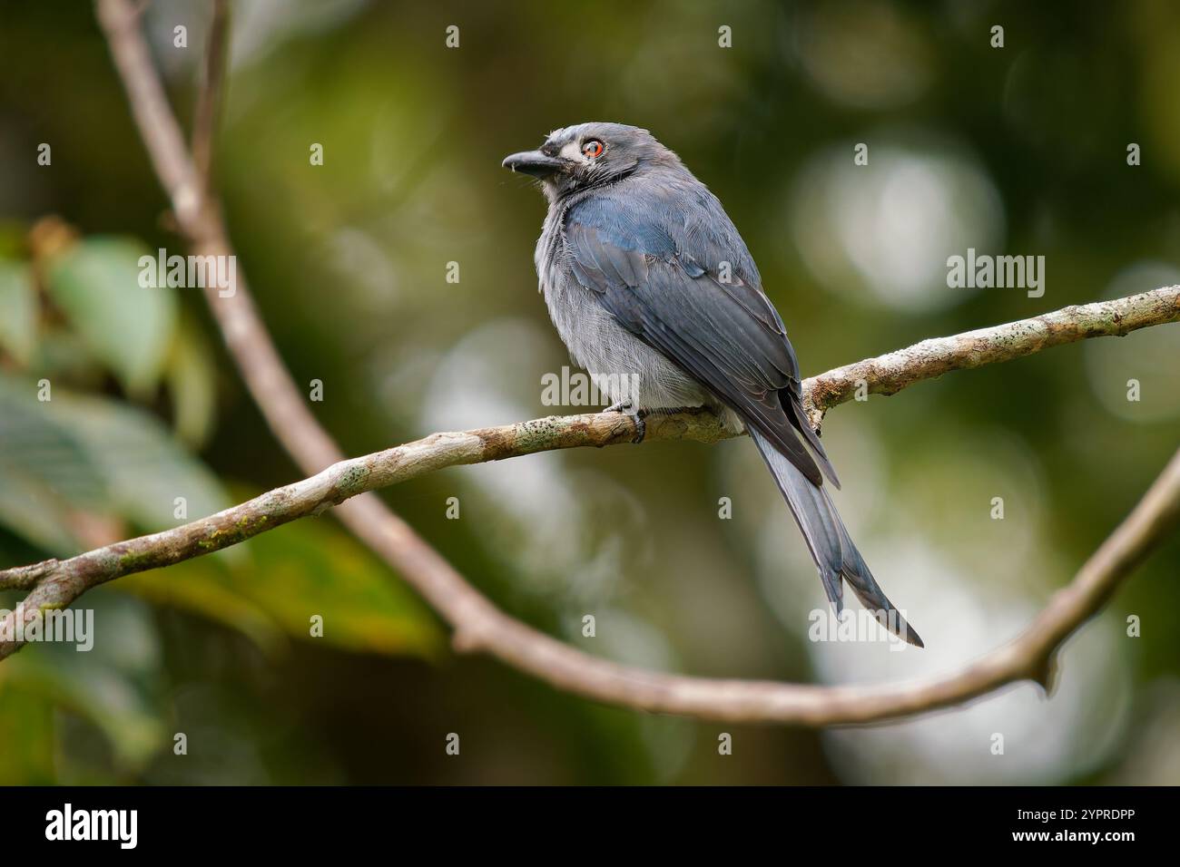Ashy Drongo Dicrurus leucophaeus grey bird in Dicruridae found in Asia ...