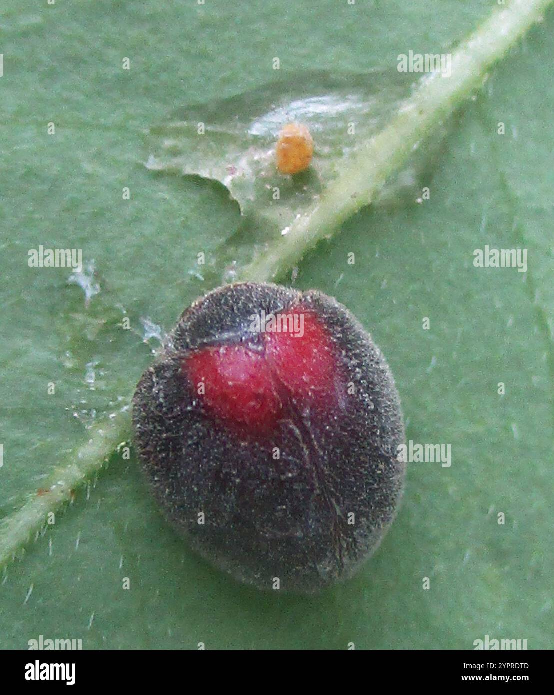 South African Scale-eating Lady Beetle (Novius iceryae Stock Photo - Alamy