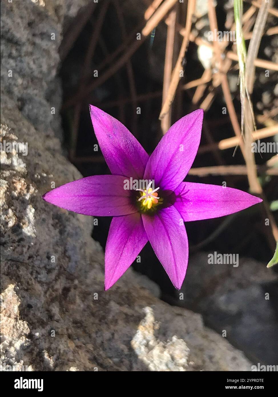 (Romulea columnae grandiscapa Stock Photo - Alamy