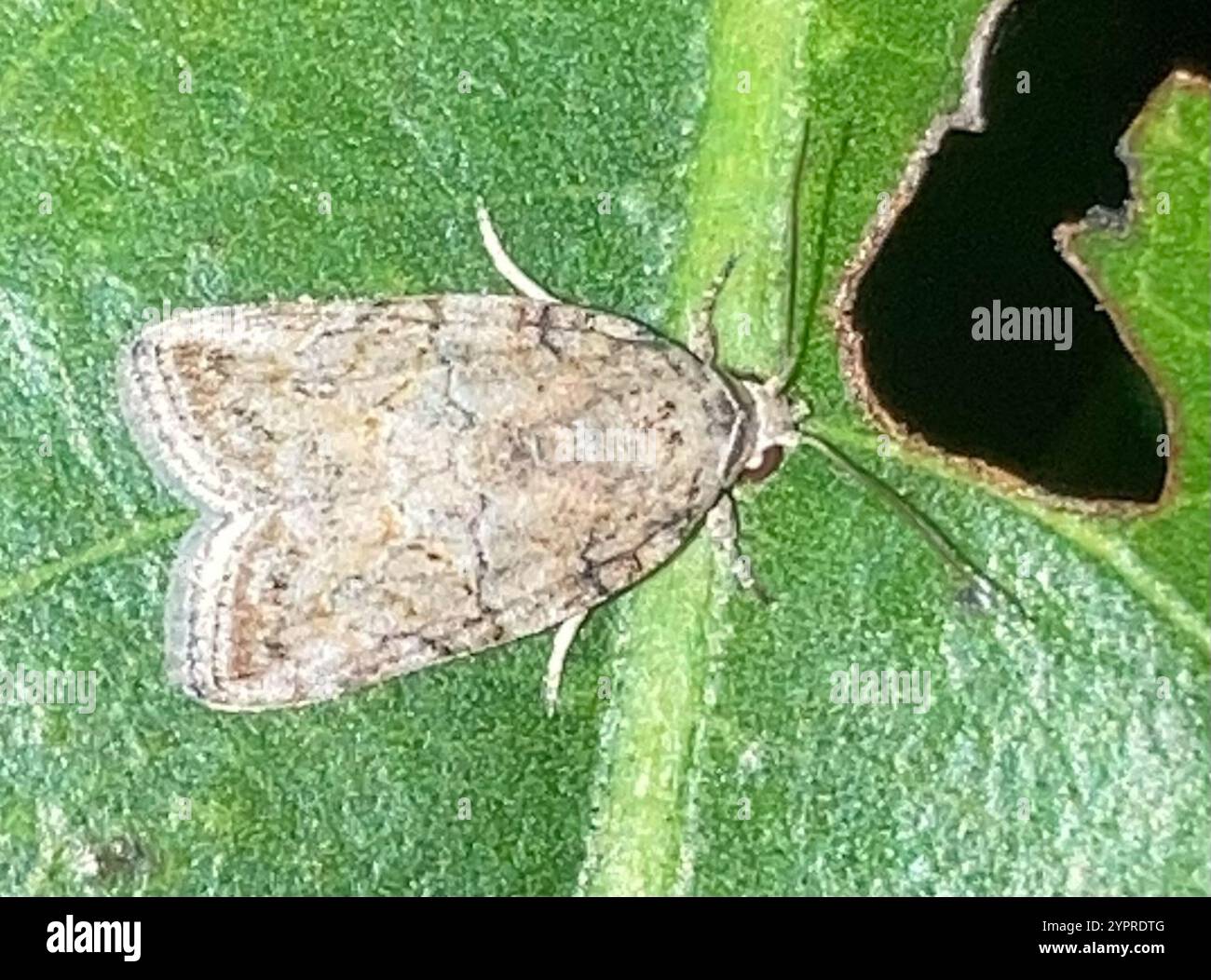 Black-olive Caterpillar Moth (Garella nilotica Stock Photo - Alamy