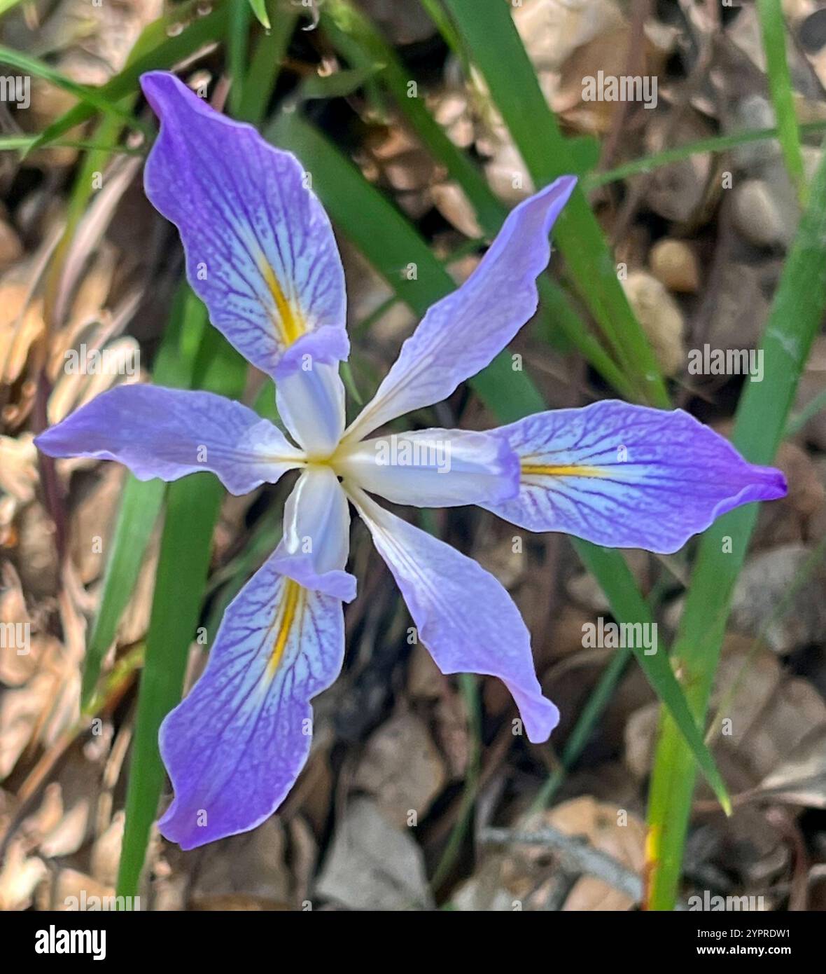 Douglas iris (Iris douglasiana Stock Photo - Alamy