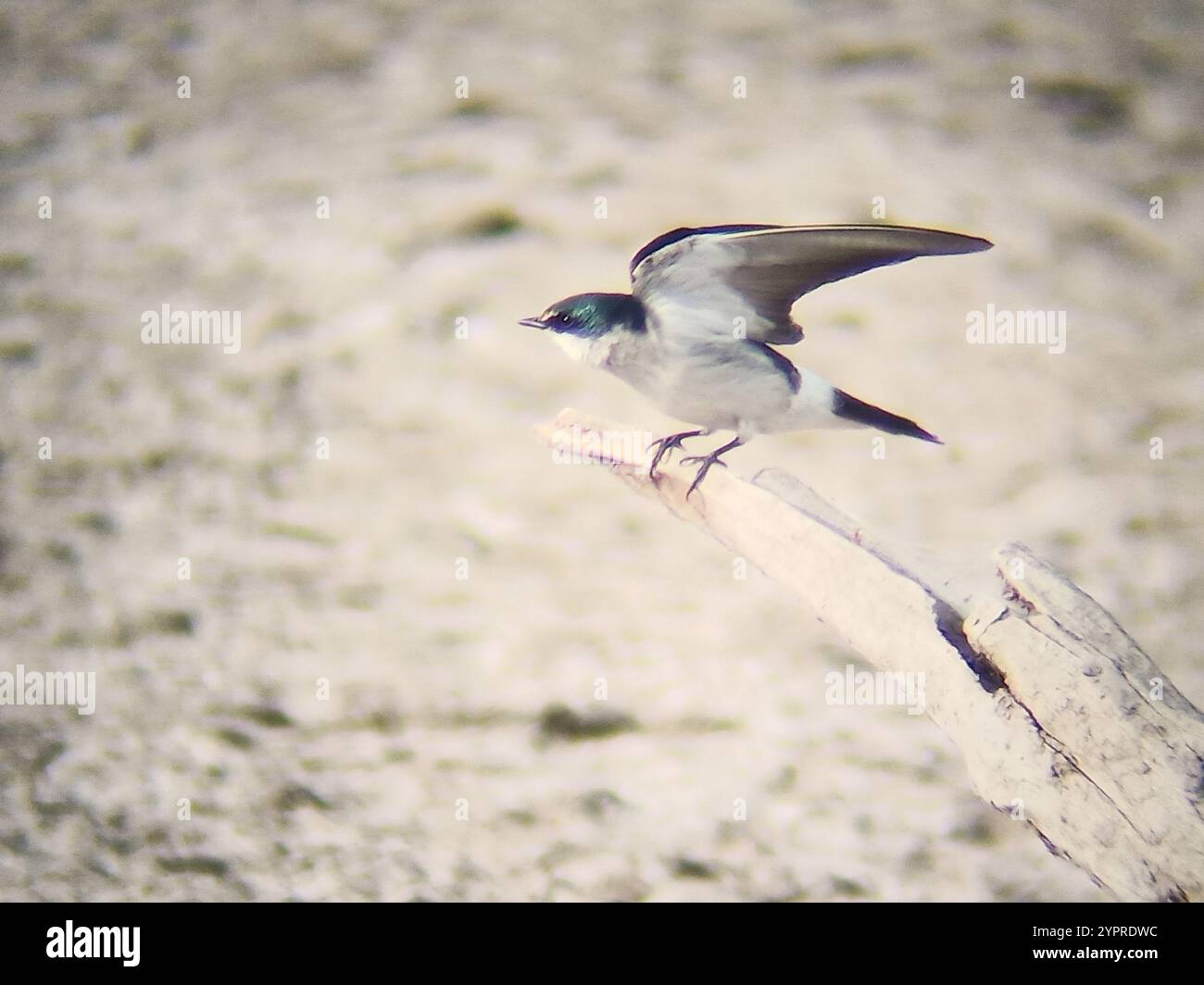 Mangrove Swallow (Tachycineta albilinea Stock Photo - Alamy
