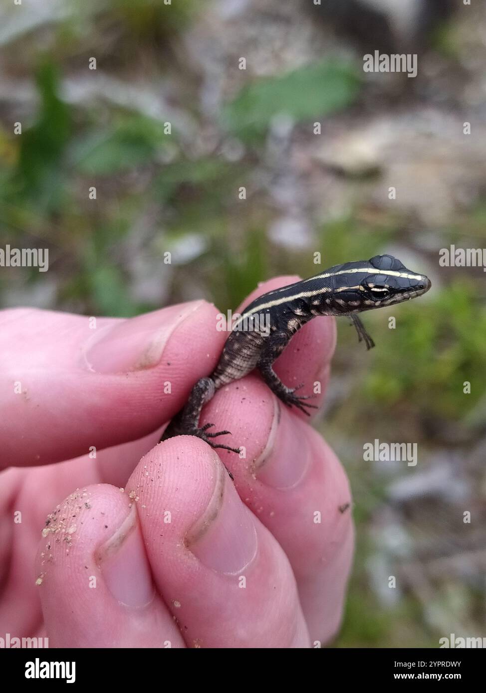 Flat Lizards (Platysaurus Stock Photo - Alamy