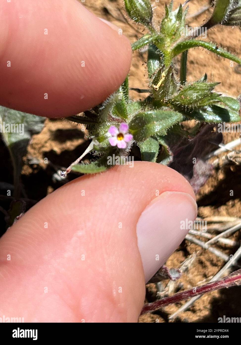 slender phlox (Microsteris gracilis Stock Photo - Alamy