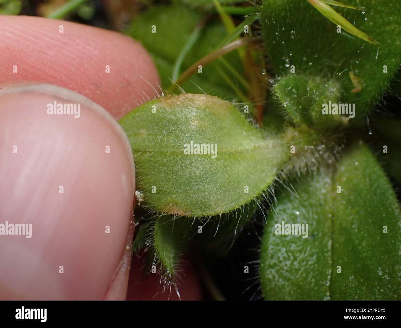 Sticky mouse-ear chickweed (Cerastium glomeratum Stock Photo - Alamy