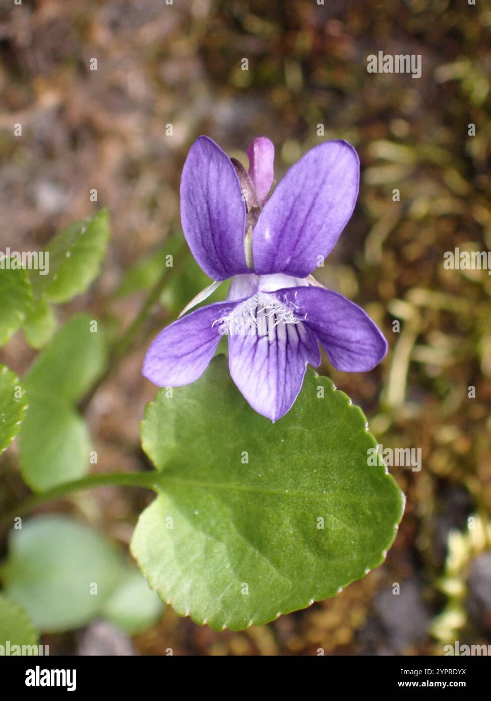 hookedspur violet (Viola adunca Stock Photo - Alamy