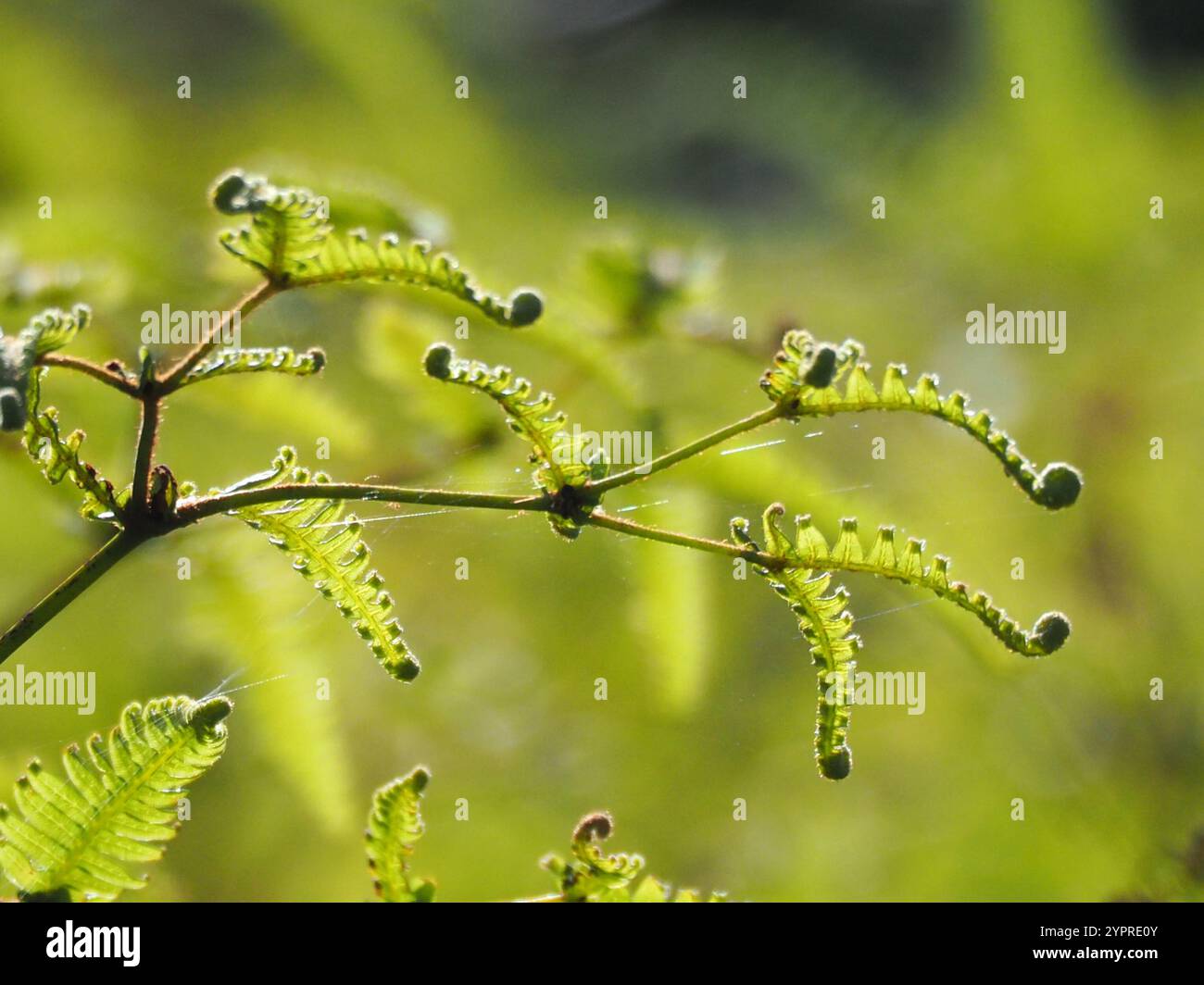 false staghorn fern (Dicranopteris linearis Stock Photo - Alamy