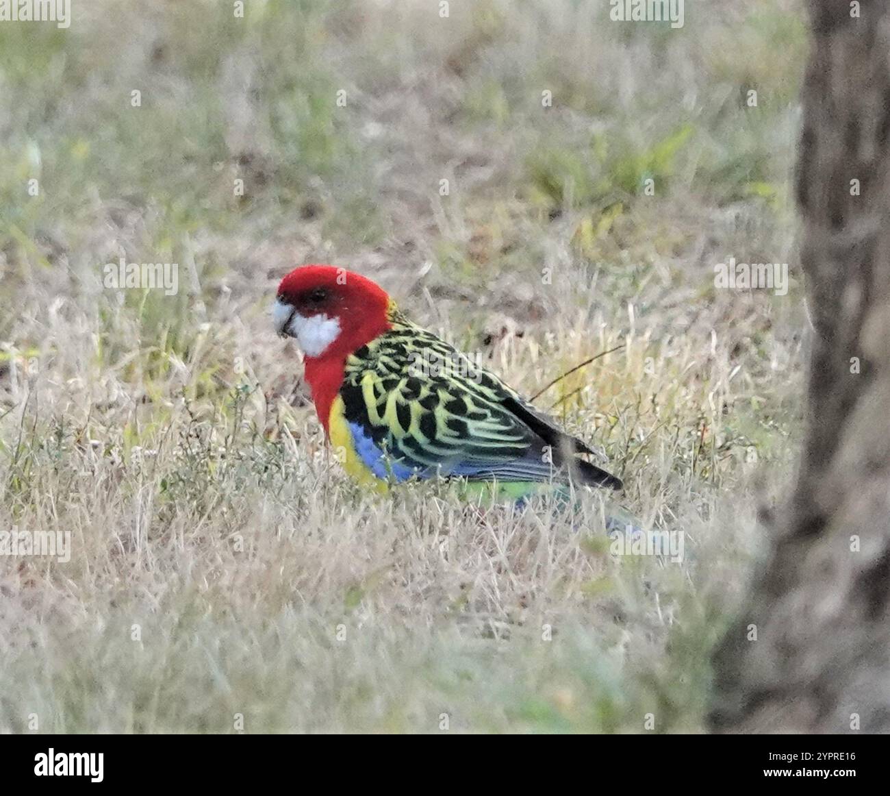 Eastern Rosella (Platycercus eximius Stock Photo - Alamy