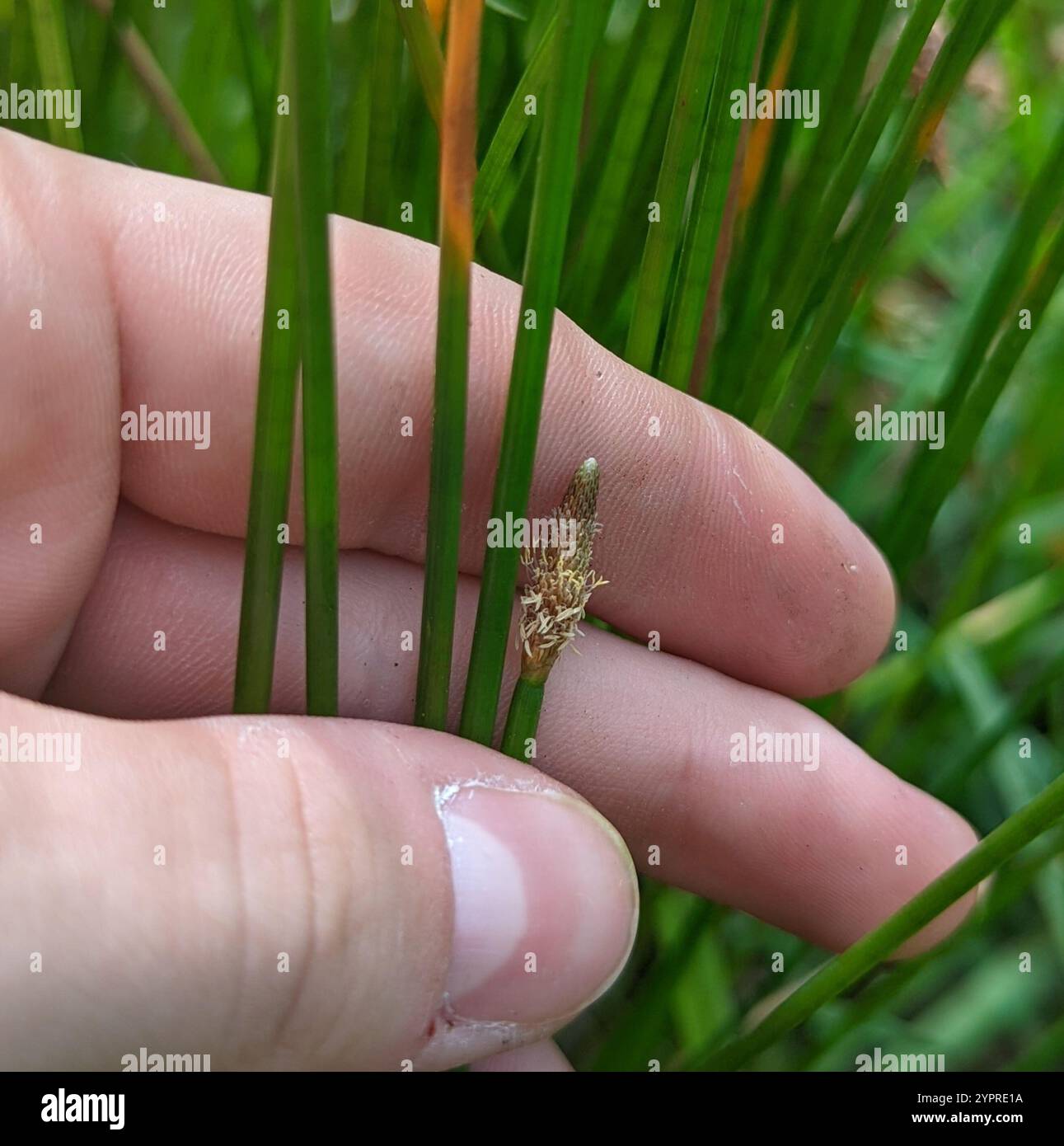 mountain spikerush (Eleocharis montana Stock Photo - Alamy