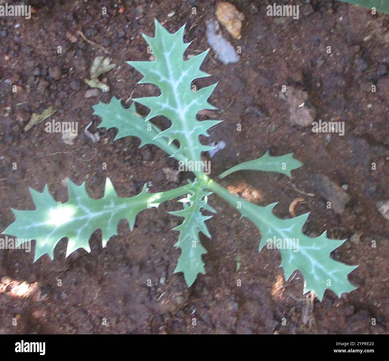 Mexican Poppy (Argemone ochroleuca Stock Photo - Alamy