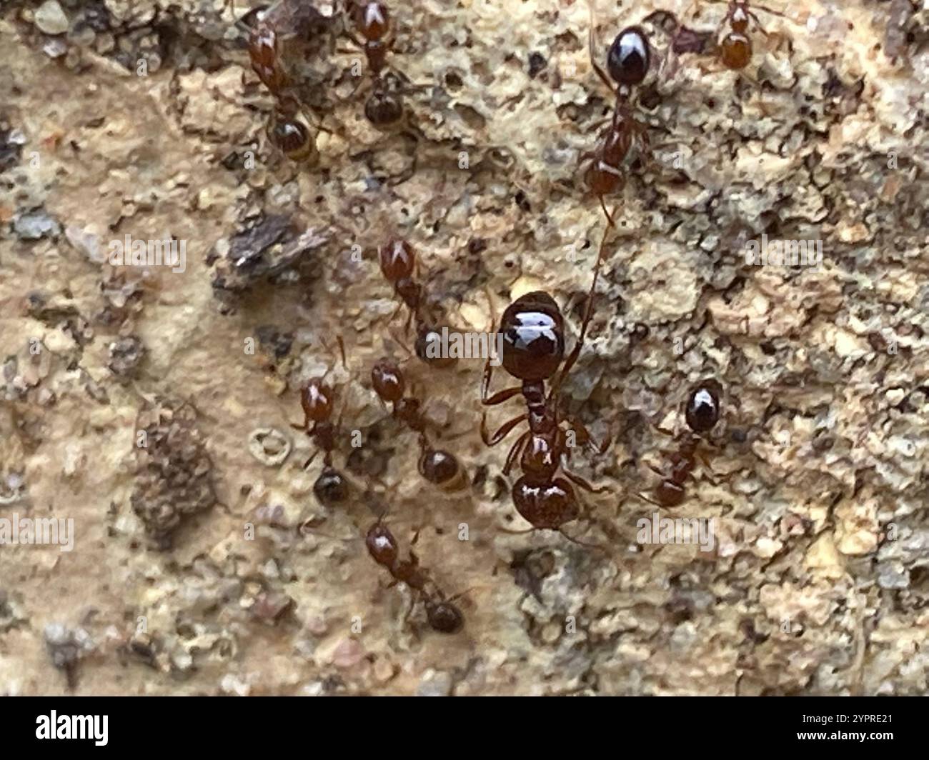 Red Imported Fire Ant (Solenopsis invicta Stock Photo - Alamy