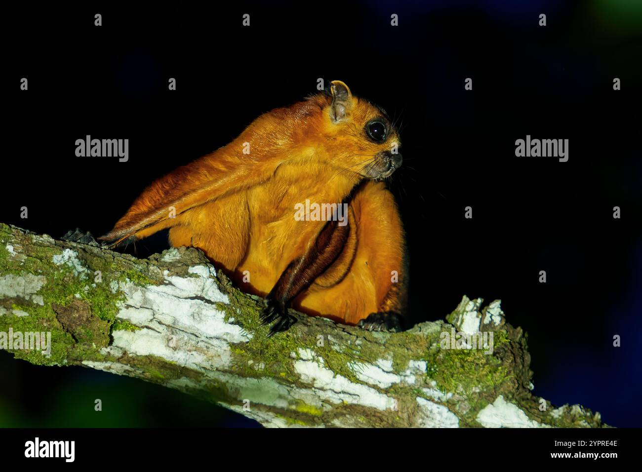 Giant red flying squirrel hi-res stock photography and images - Alamy