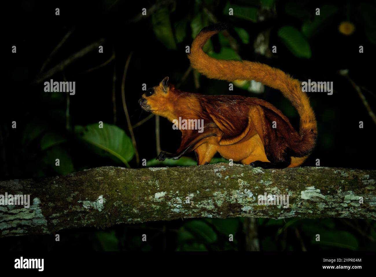 Beautiful native red squirrel hi-res stock photography and images - Alamy
