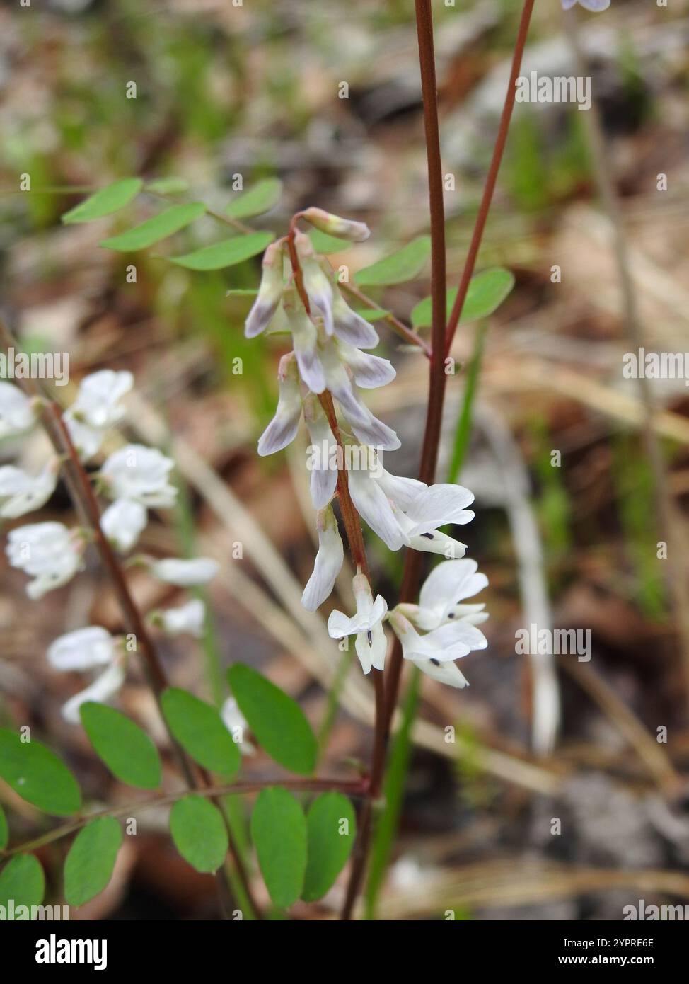 Carolina Vetch (Vicia caroliniana Stock Photo - Alamy