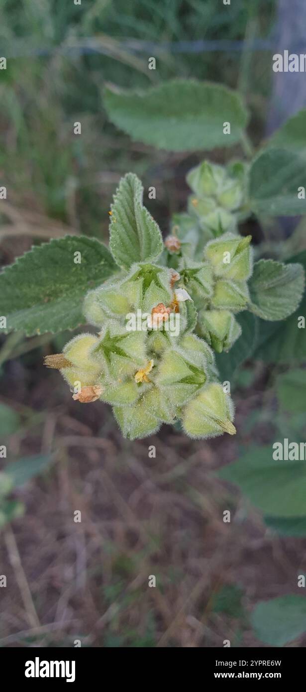 flannel weed (Sida cordifolia Stock Photo - Alamy