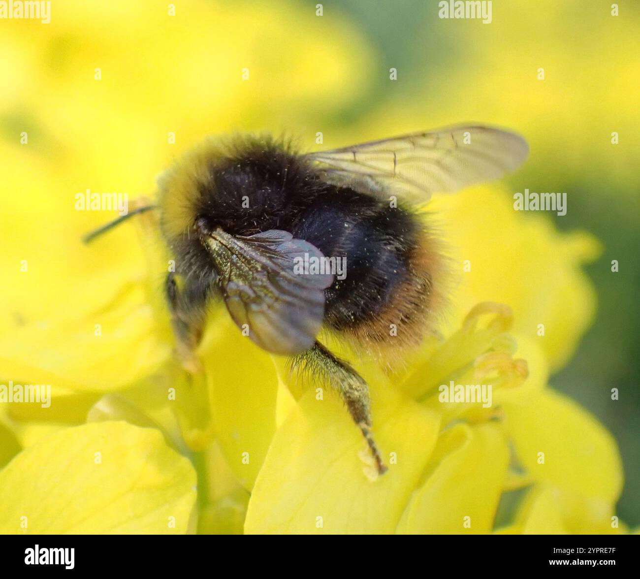 Early Bumble Bee (Bombus pratorum Stock Photo - Alamy