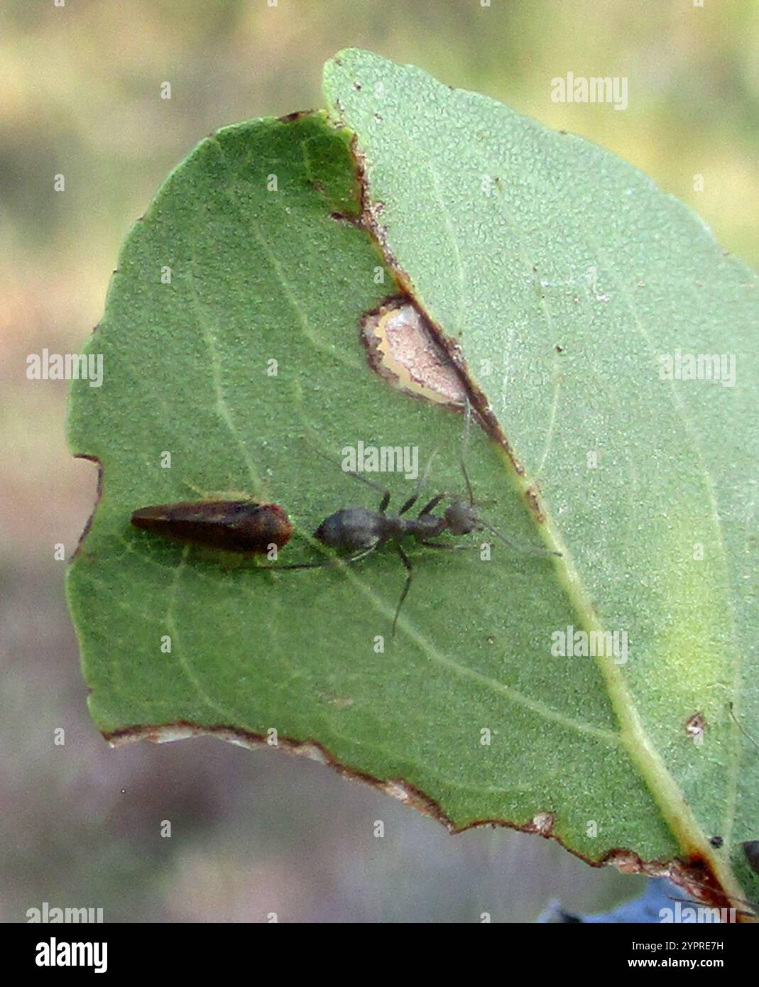 Pugnacious Ants and Allies (Anoplolepis Stock Photo - Alamy