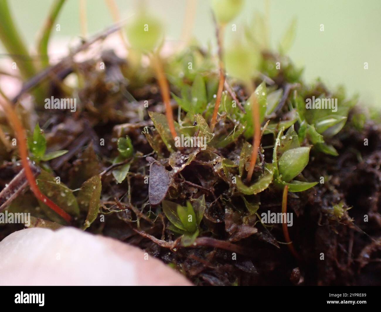 common bladder moss (Physcomitrium pyriforme Stock Photo - Alamy