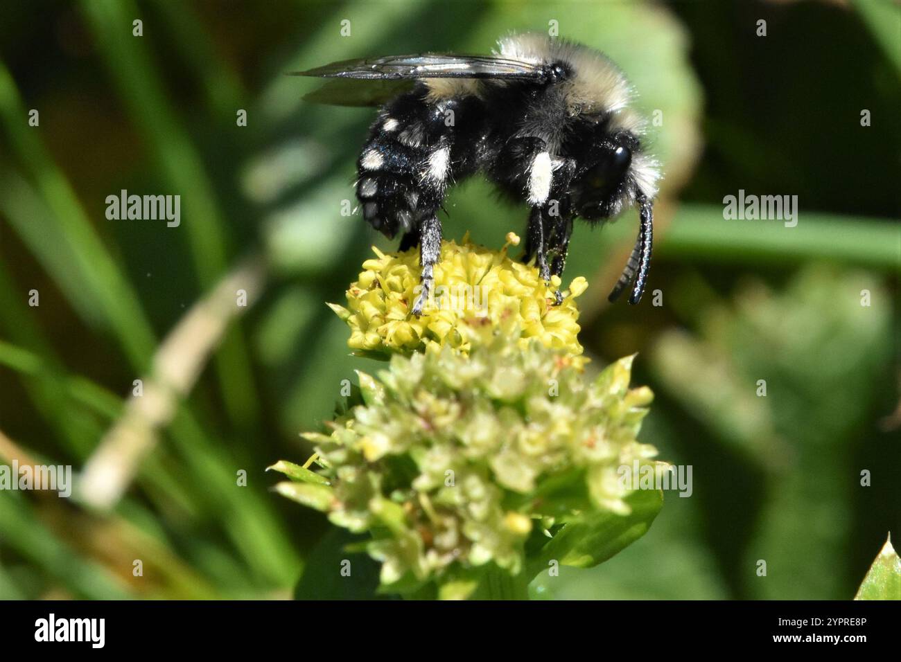 (Melecta separata callura Stock Photo - Alamy
