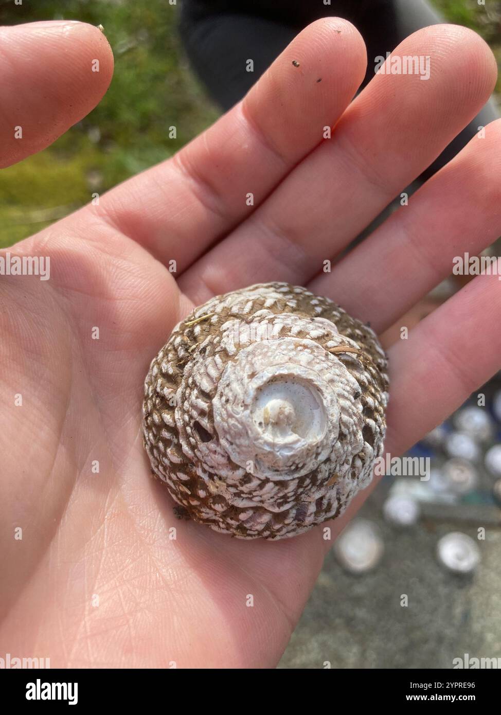 Red Turban Snail (Pomaulax gibberosus Stock Photo - Alamy