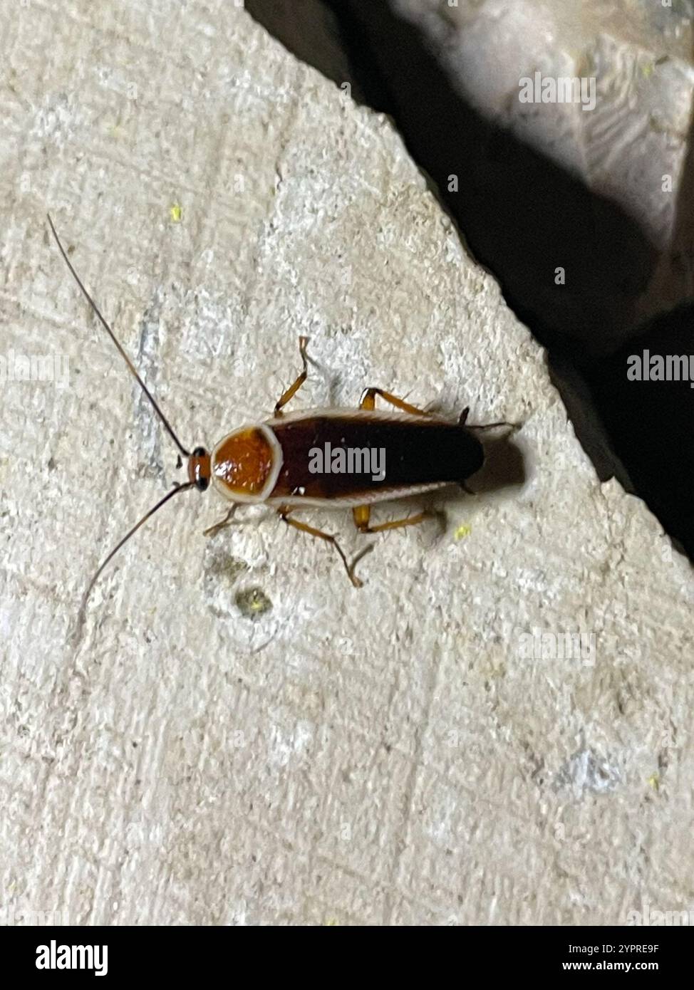 Pale-bordered Field Cockroach (Pseudomops septentrionalis Stock Photo ...