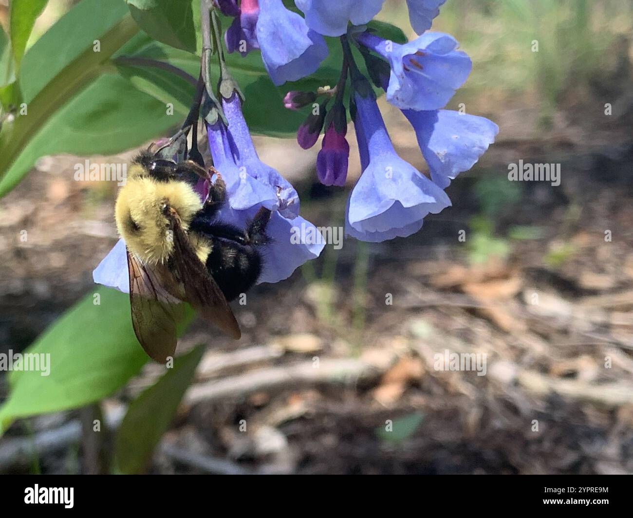 Two-spotted Bumble Bee (Bombus bimaculatus Stock Photo - Alamy