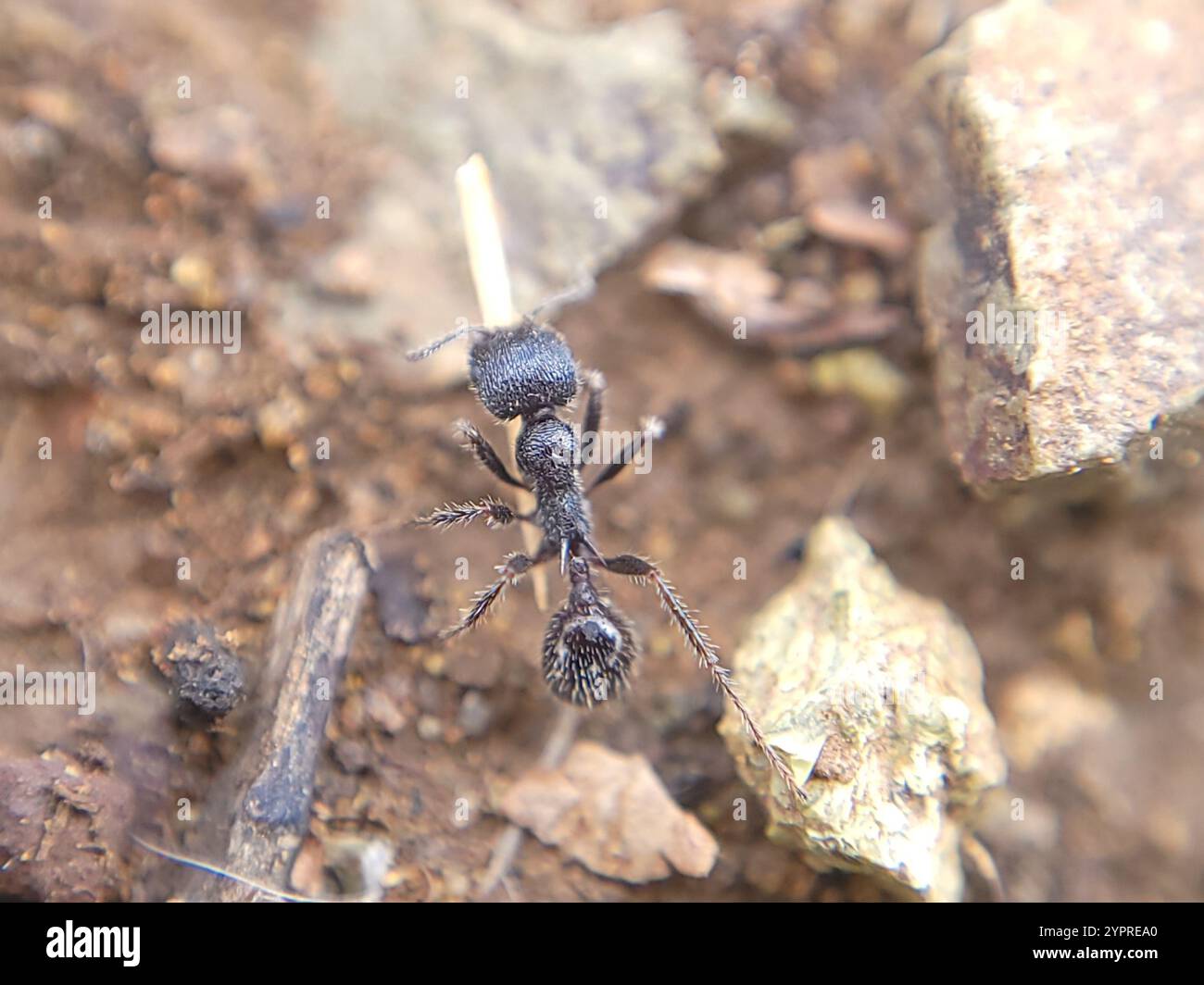 Andre's Harvester Ant (Veromessor andrei Stock Photo - Alamy