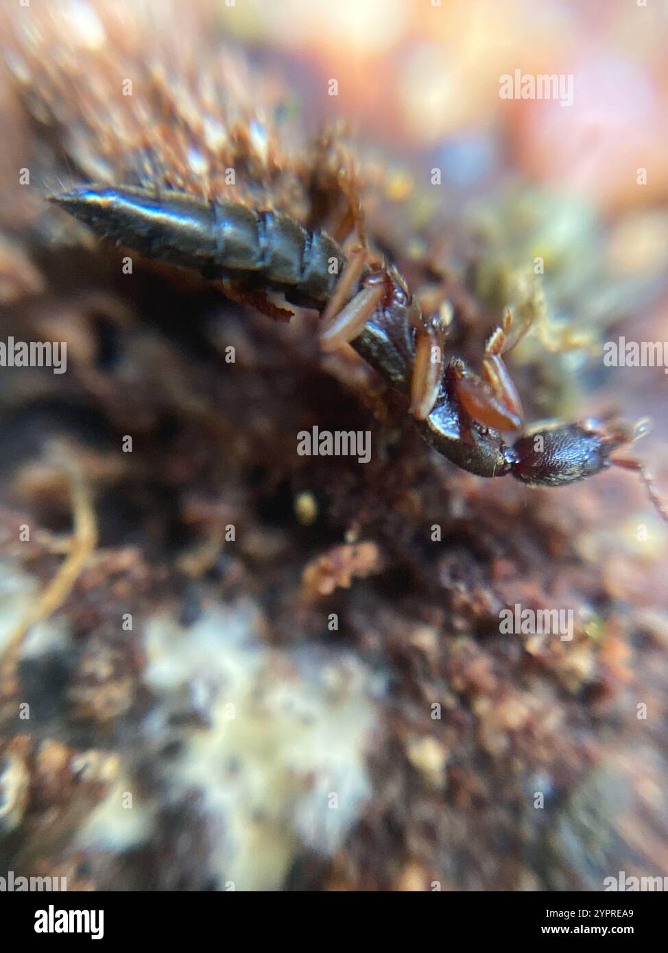 Scabricollis hi-res stock photography and images - Alamy