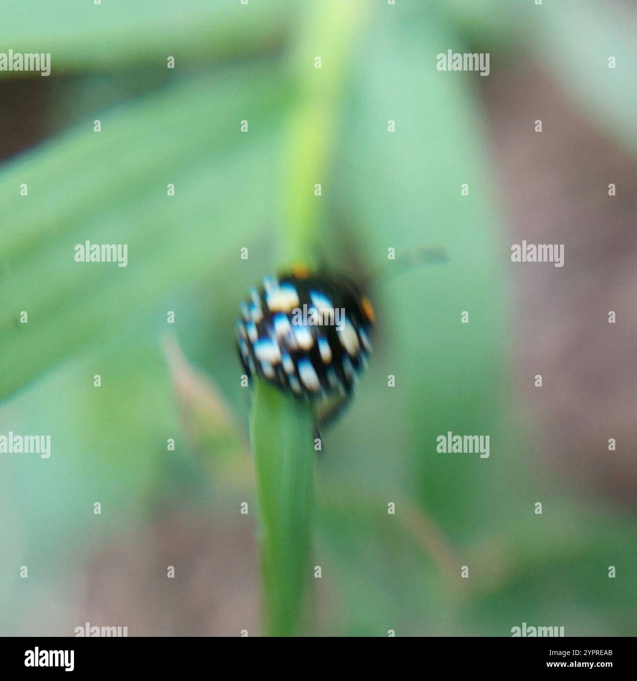 True Bugs (Heteroptera Stock Photo - Alamy