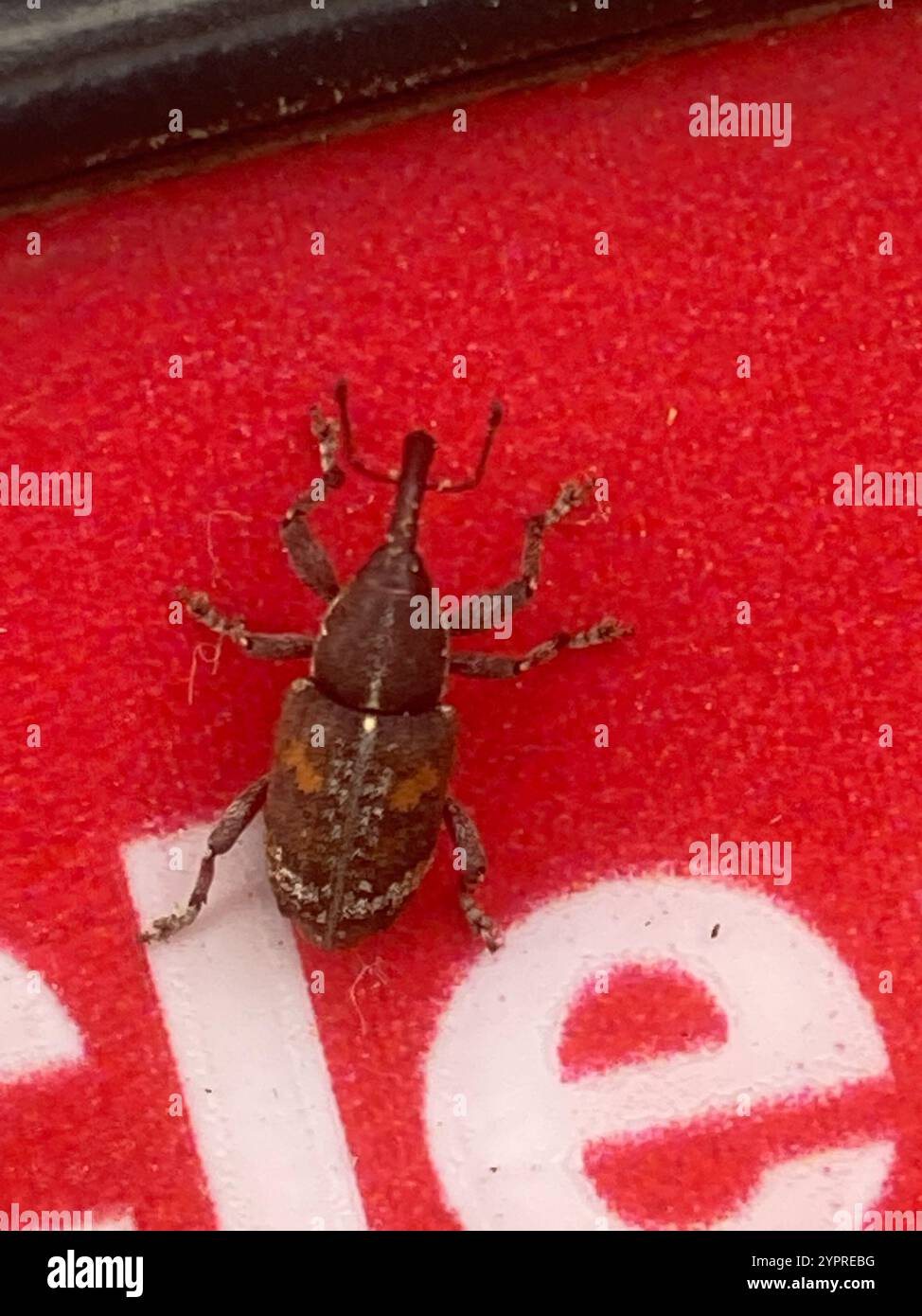 Pine Weevils (Pissodes Stock Photo - Alamy