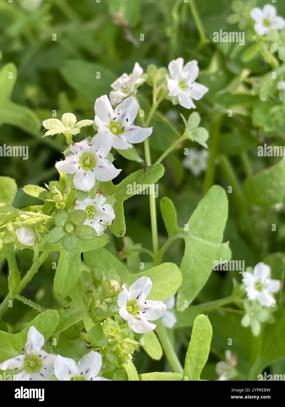 white fiesta flower (Pholistoma membranaceum Stock Photo - Alamy