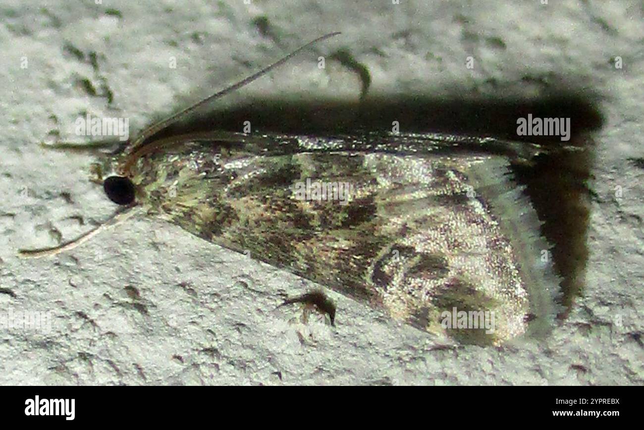 Old World Webworm (Hellula undalis Stock Photo - Alamy