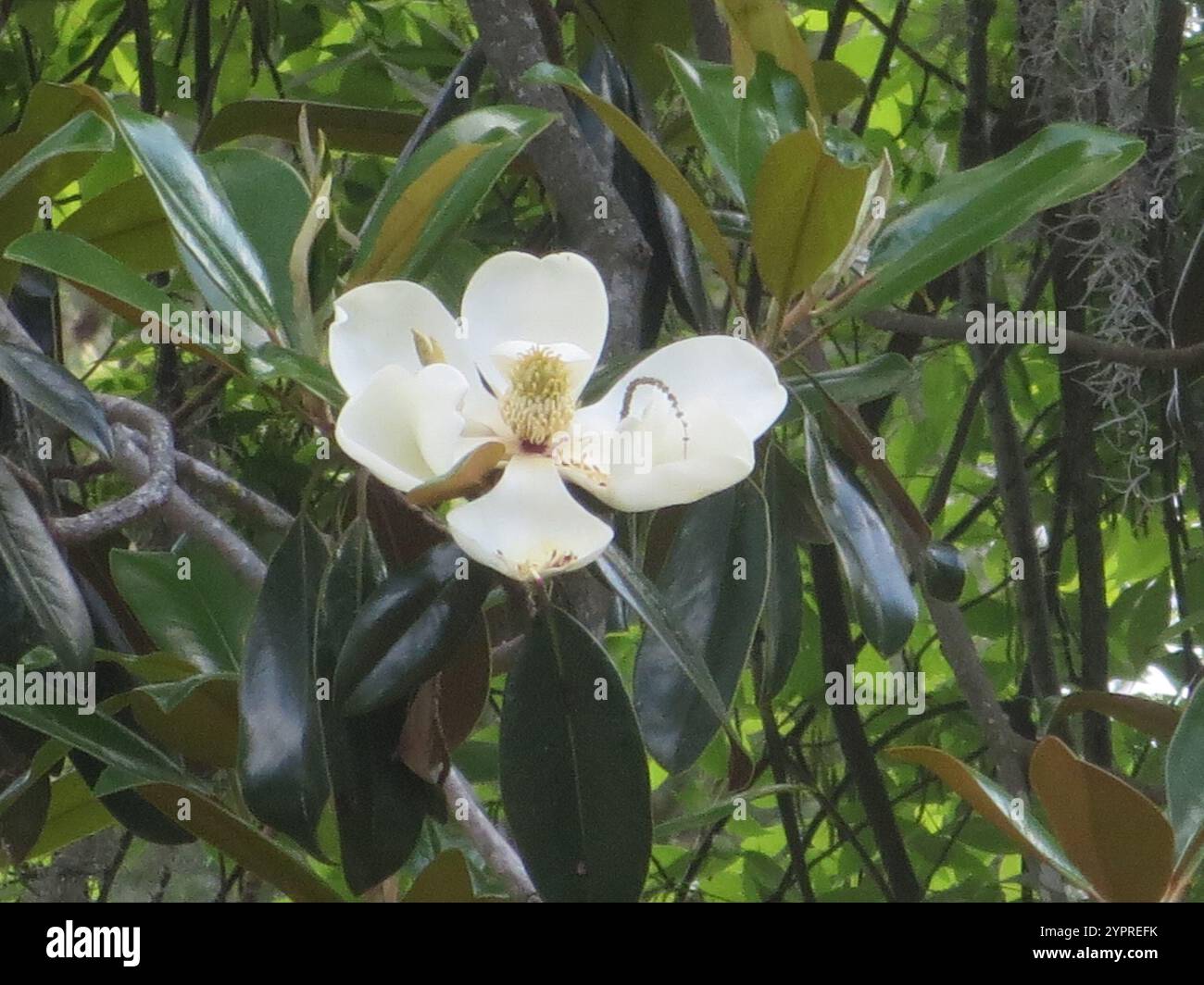 southern magnolia (Magnolia grandiflora Stock Photo - Alamy
