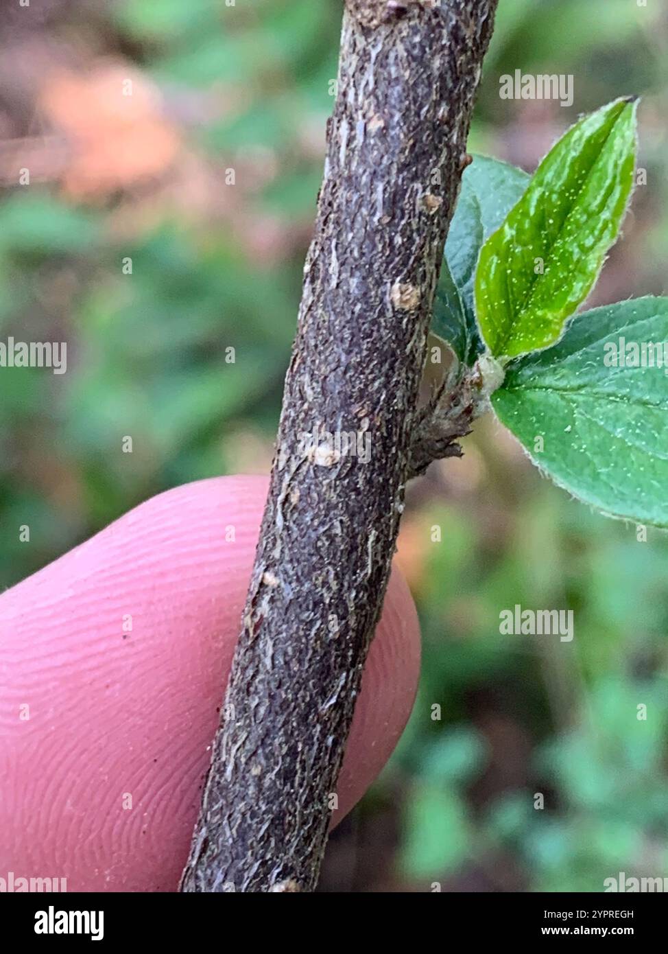 Franchet's cotoneaster (Cotoneaster franchetii Stock Photo - Alamy