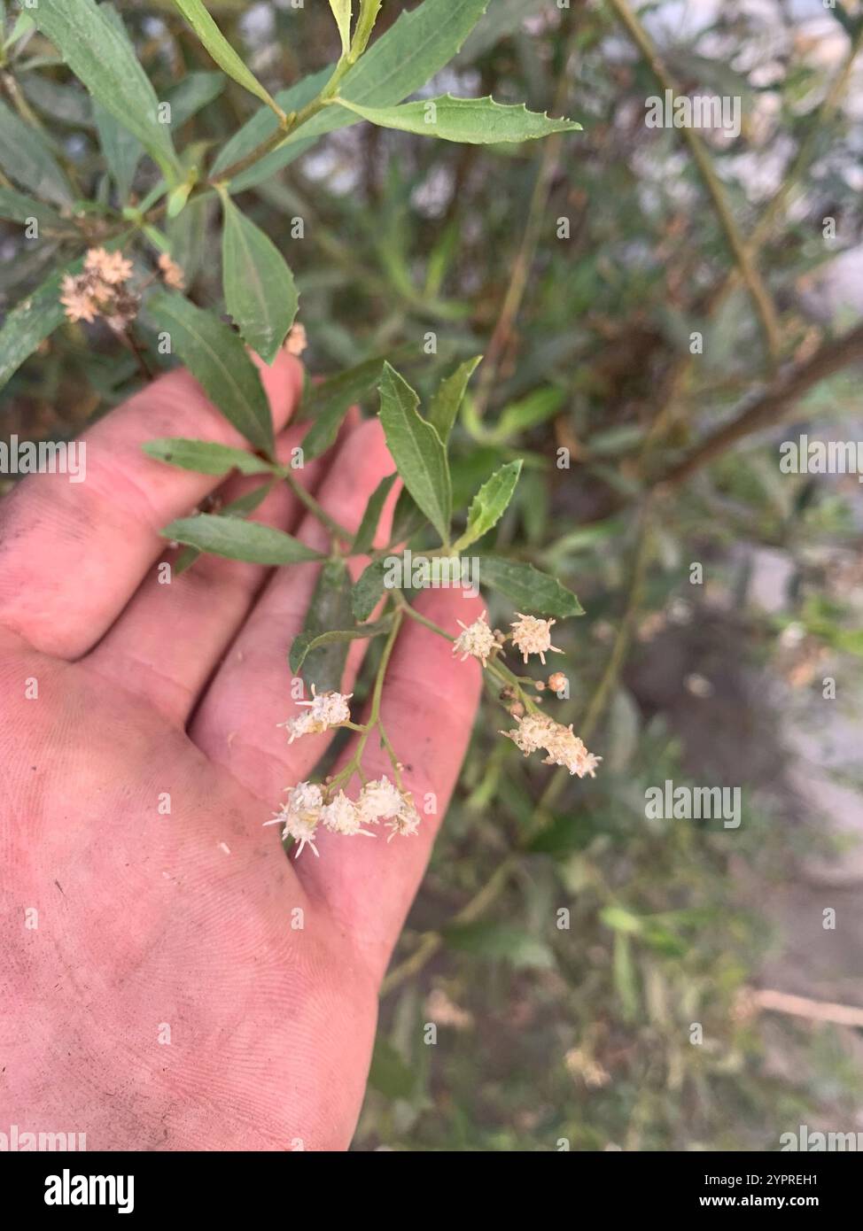mule fat (Baccharis salicifolia Stock Photo - Alamy
